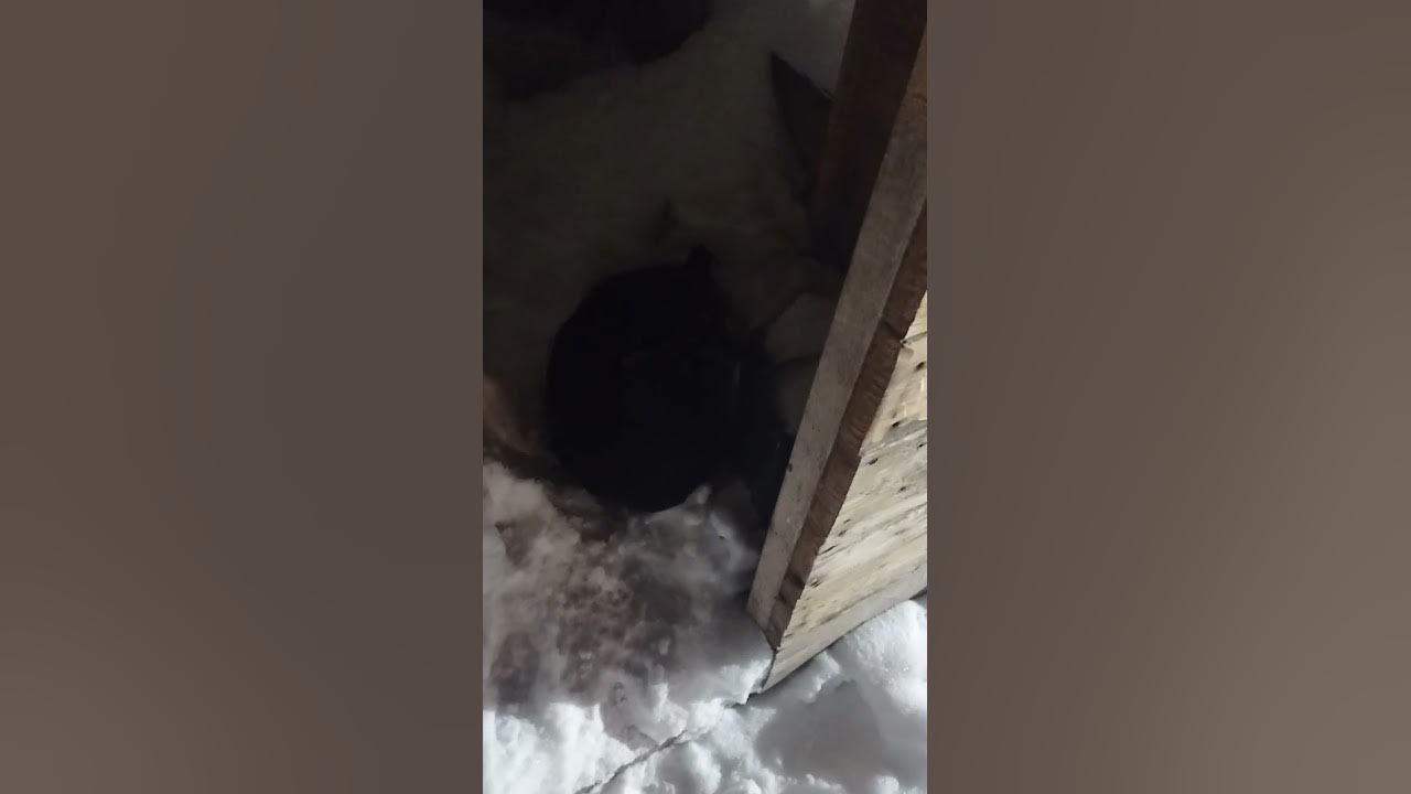 Собачка спряталась в Домике. Село Силино Кемеровская область! - YouTube