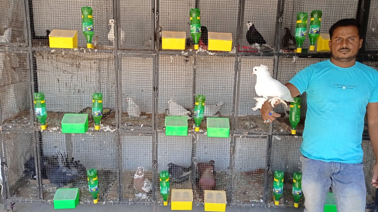 fancy pigeon farm || giant hungarian house pigeon || pigeon farm ...