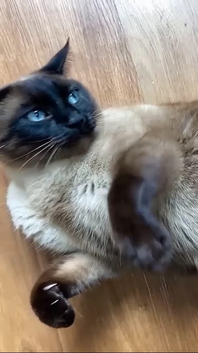 Catnip: The Hilarious High for Cats #shortsfeed #cat #catmoment #lovecats #catnip - YouTube