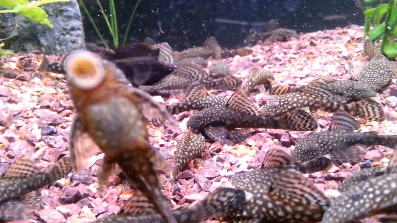 7 month update on my Pleco fry - YouTube