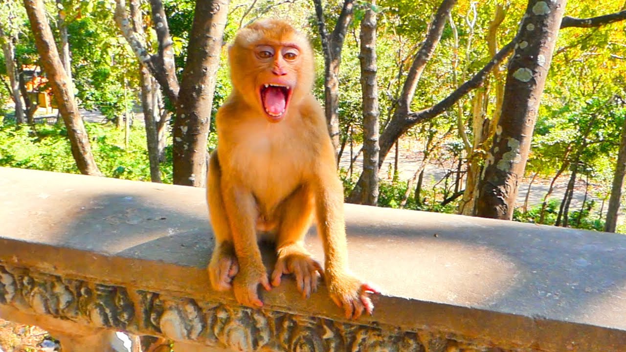 OH ho....Hey my idol monkey SARO, Why do you want to c-ry like that ...