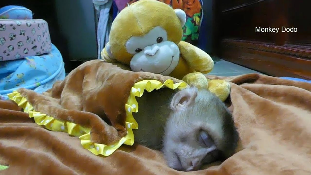 Wow Dodo Comfort Sleep Fast With New Soft Dodo's Blanket - YouTube