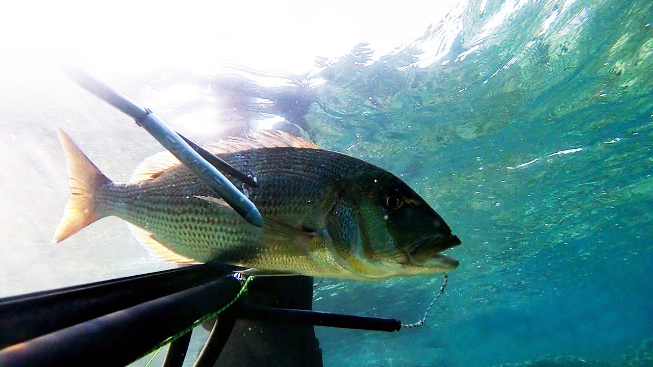 Ψαροντούφεκο - 🇬🇷 Spearfishing Pirates 🏴‍☠️ Φθινόπωρο 2021 - Autumn Mix ...