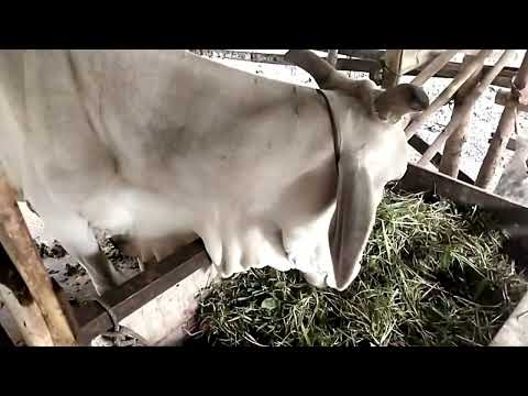 Terjual Babon Harga Ekonomis Nenen Besar