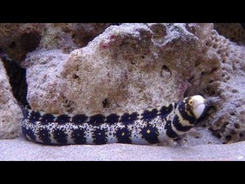 MY NEW SNOWFLAKE MORAY EEL TANK! (New rank set up + Ton of new corals ...