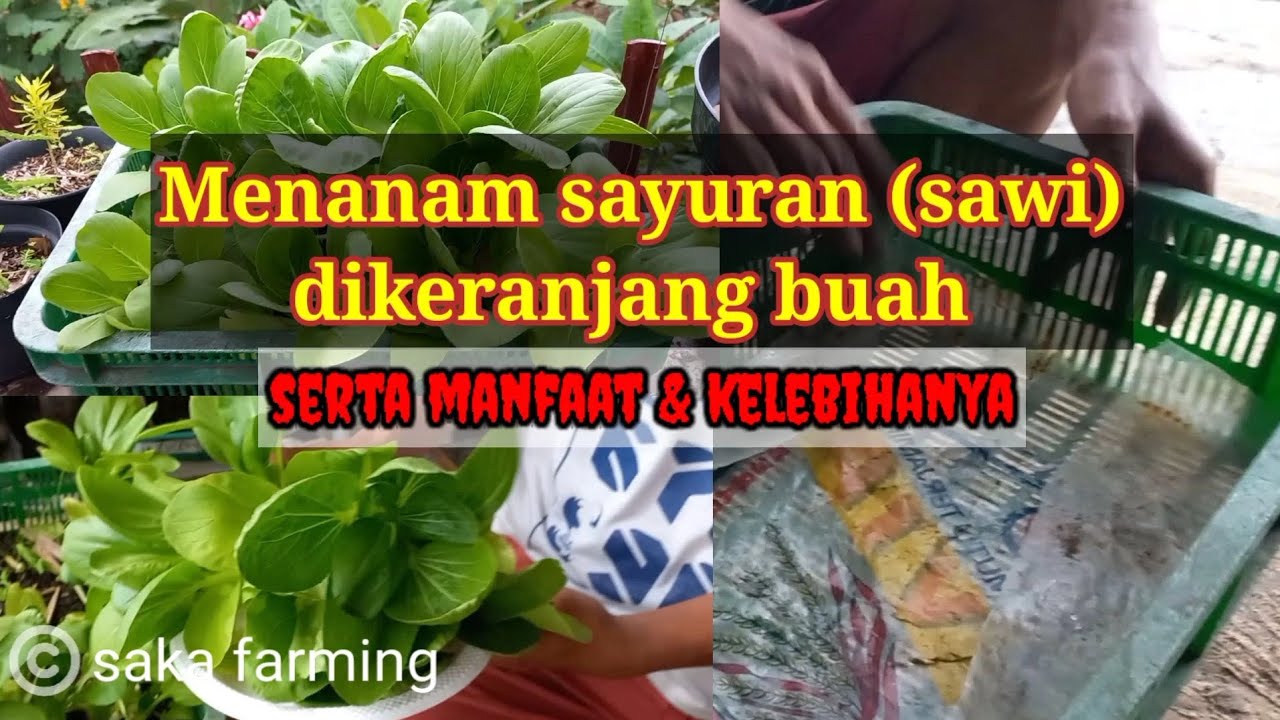 Menanam sayuran sawi di keranjang buah, serta kelebihanya || Utilize ...