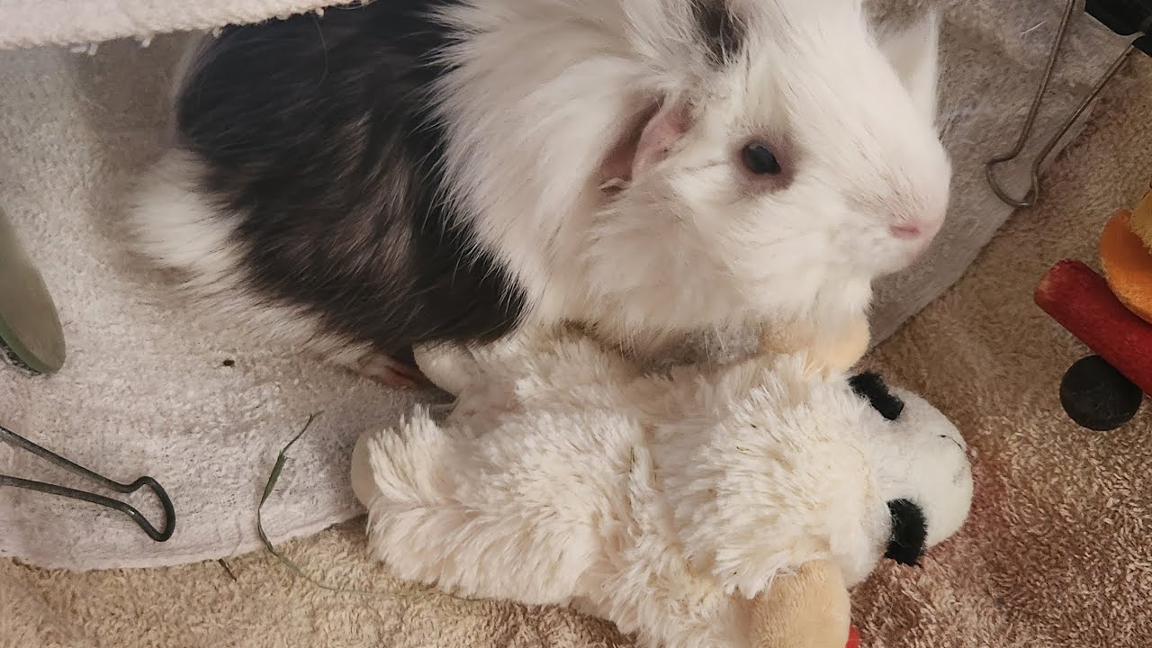 Cleaning Coles Cage -🐹🐖 Guinea Pig Cage Cleaning - YouTube