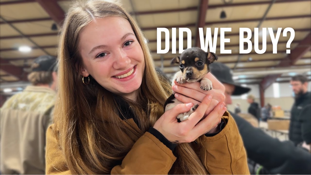 We Went to a Farm Animal Swap | What did we Find? 🐓💵 - YouTube