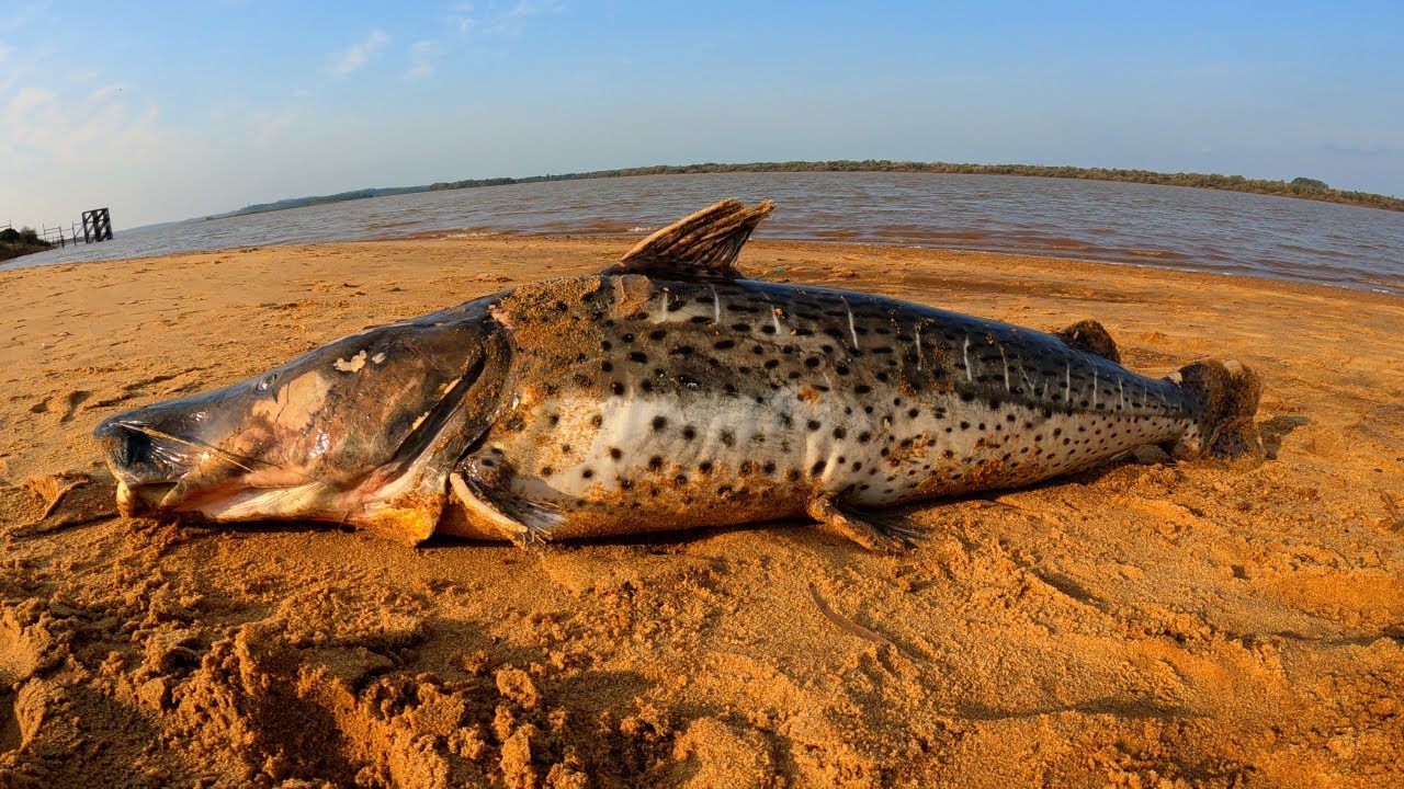 SURUBI GIGANTE en la costa del rio, pesca y cocina, mollejas al disco ...