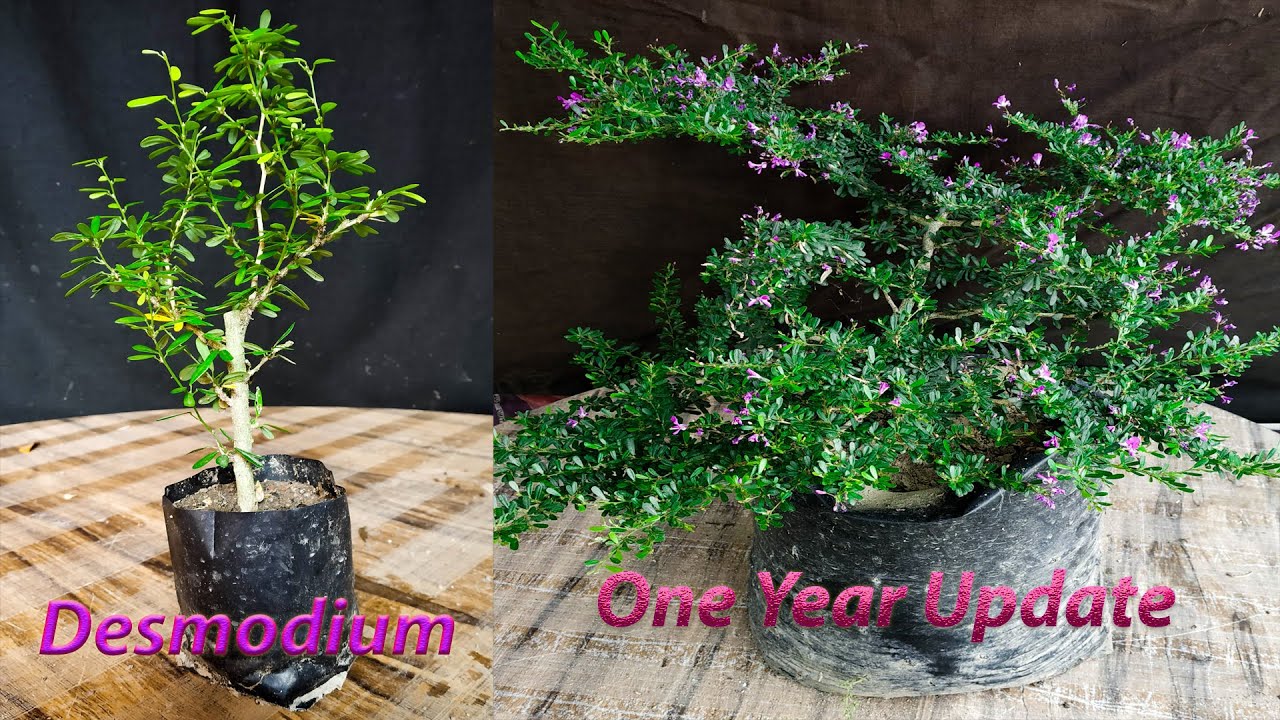 Desmodium (Blue Braya) Plant grow and care//Samaresh Bonsai//2021 ...