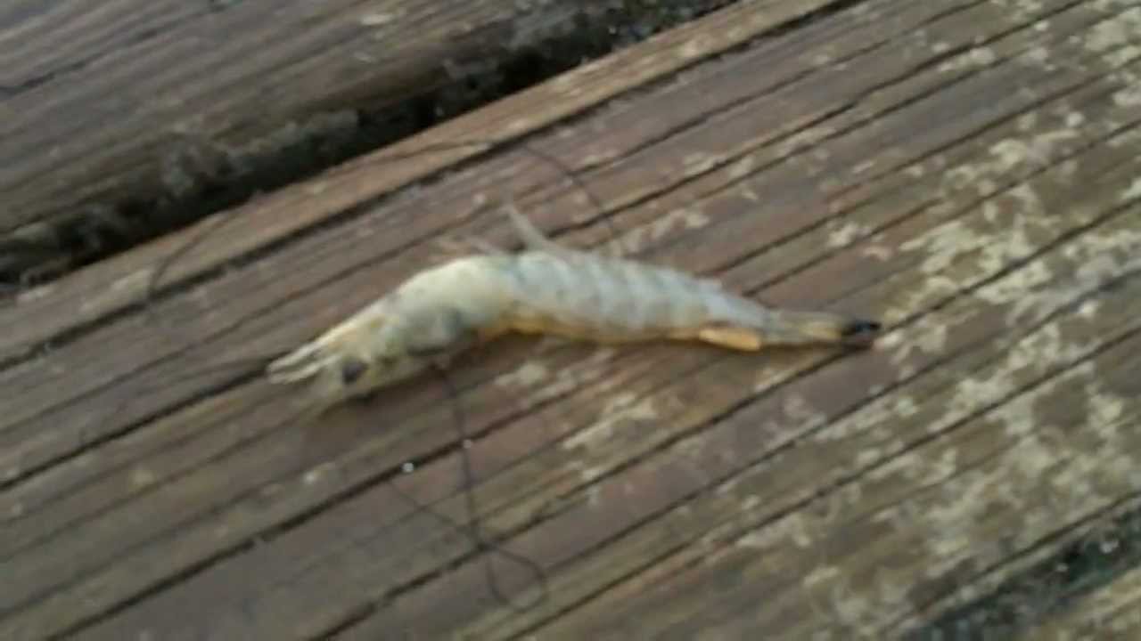 Cast Netting Shrimp - YouTube