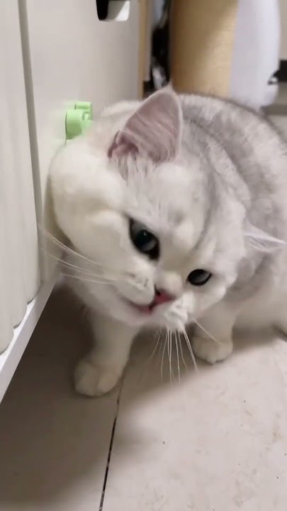 The Ultimate Catnip Toys to Keep Your Cat Entertained! - YouTube