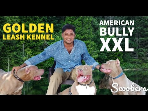 American Bully XXL | Golden Leash Kennel | Sunline American Bullies ...