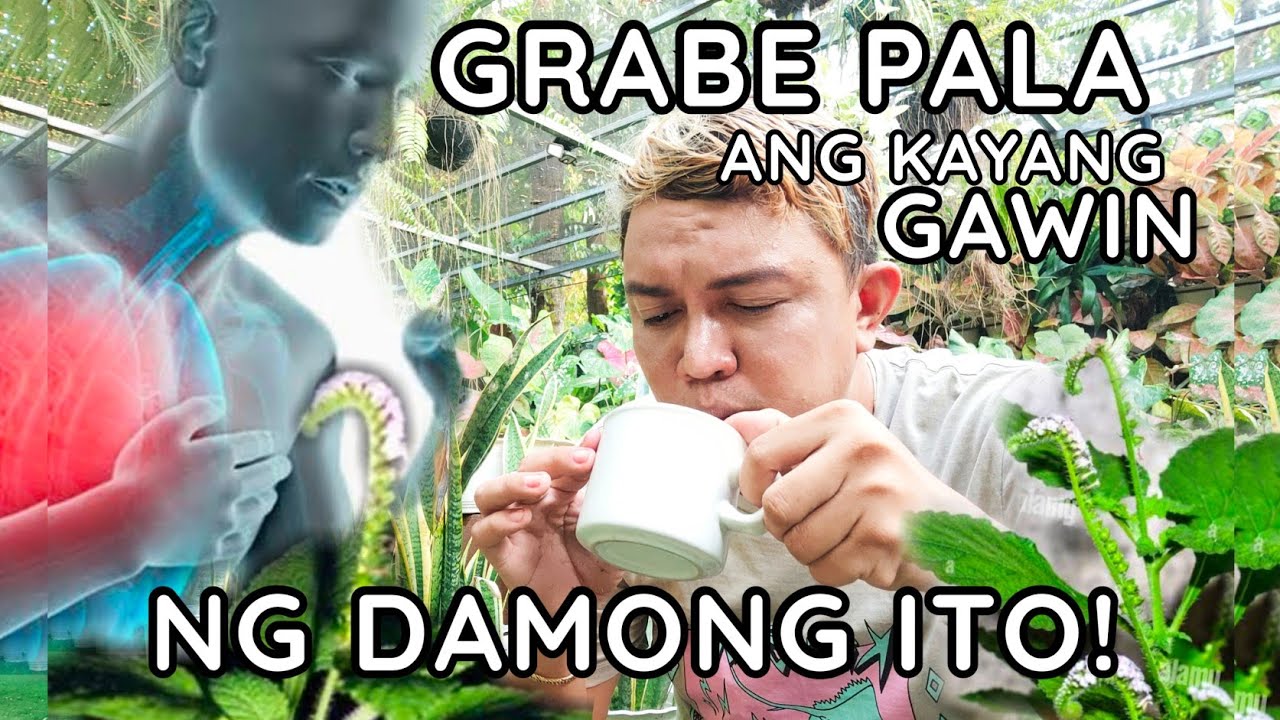 AMAZING BENEFITS OF HIGAD HIGARAN PLANTS |HELIOTROPIUM INDICUM ...