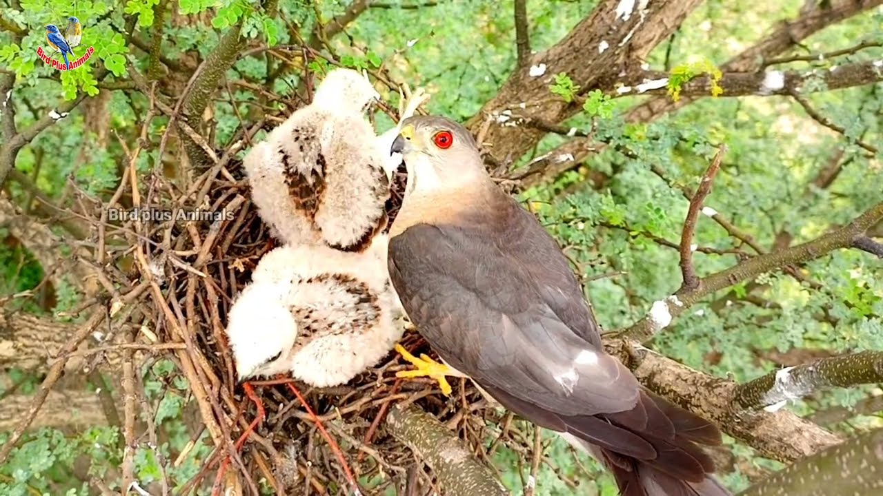 Hawk hunts beautiful lizard for her youngs @BirdPlusAnimals - YouTube