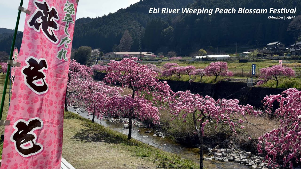 Shinshiro City's Ebi River Weeping Peach Blossom Festival - YouTube