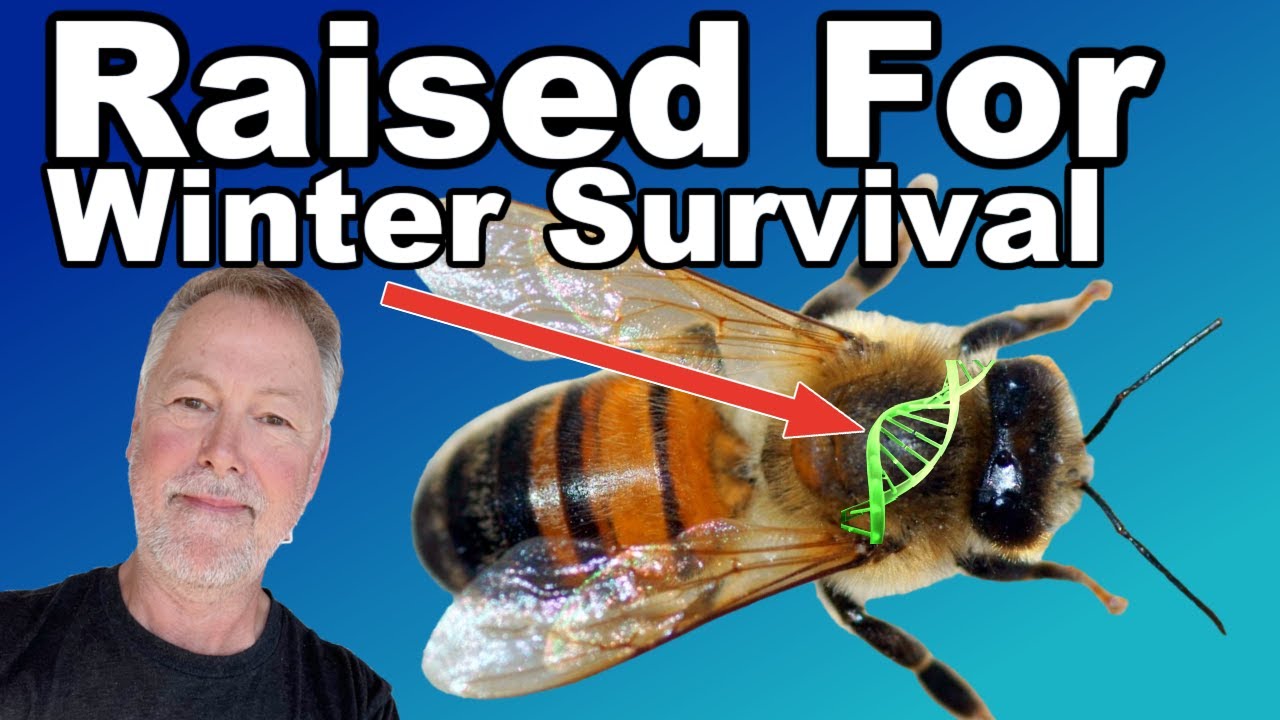 Beekeeping Secret: How to Raise Bees To Flourish in Winter - YouTube