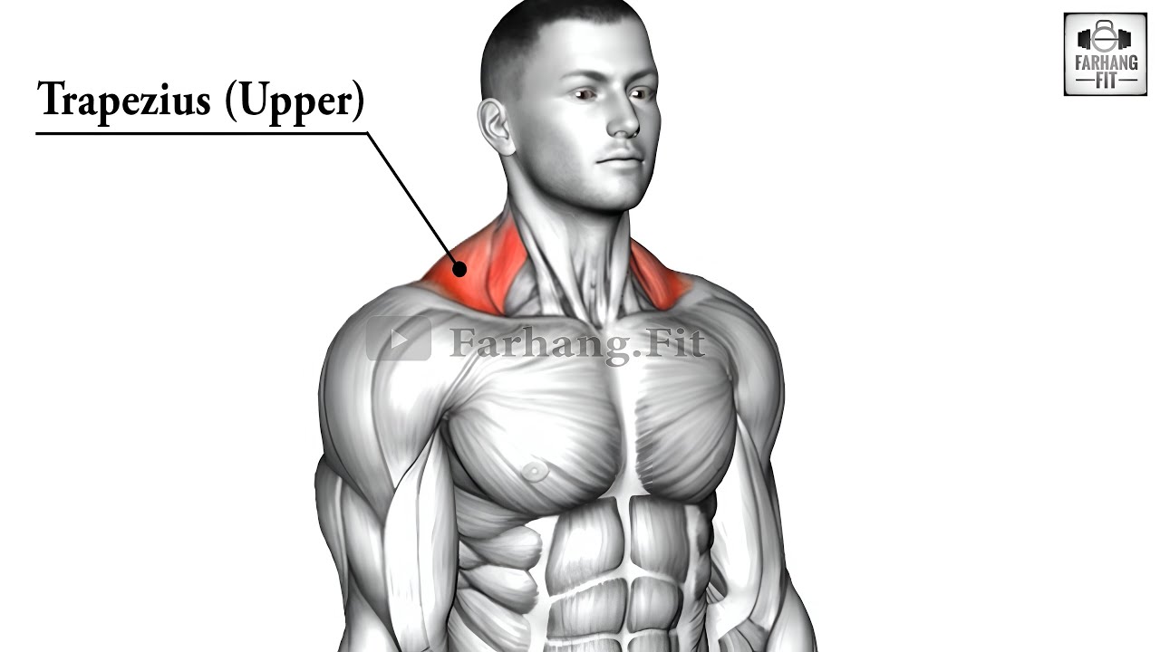 Band Shrug - Resistance Band Shrugs #shrugs - YouTube