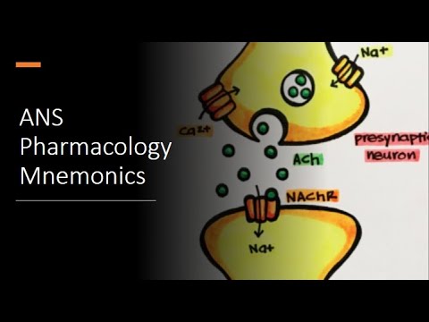 ANS Pharmacology Mnemonics - YouTube