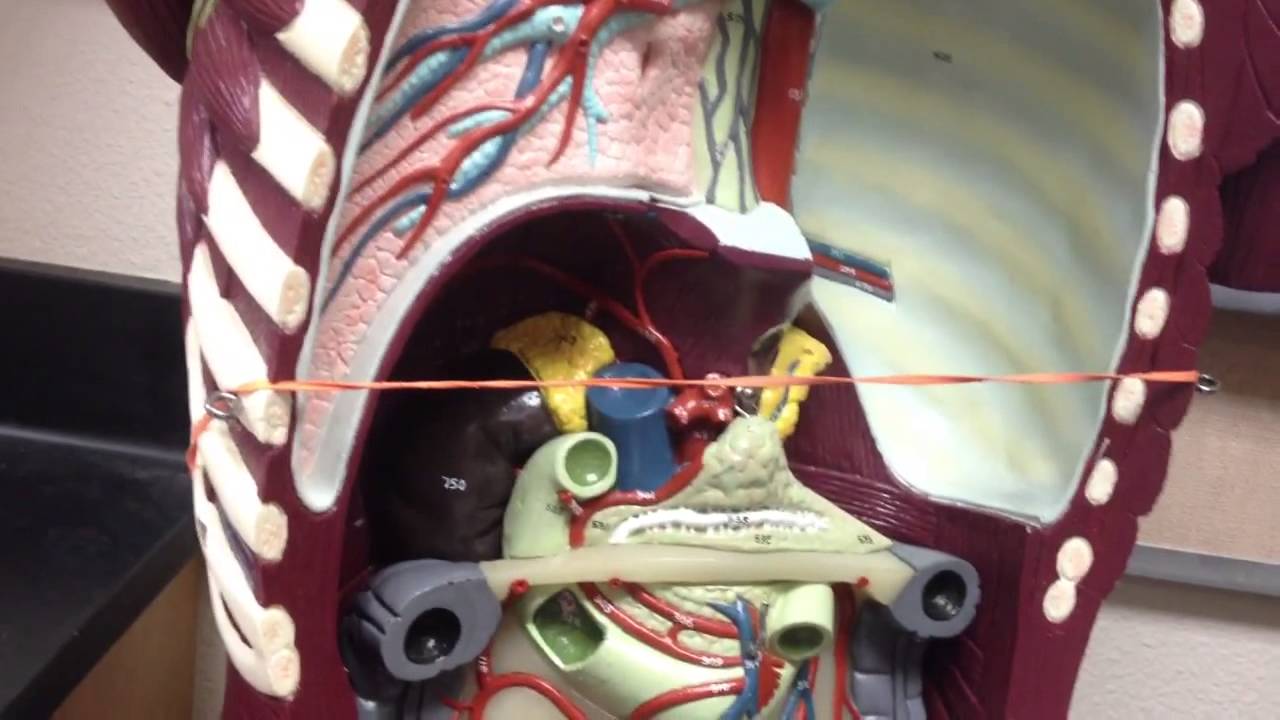 Model-digestive system - YouTube