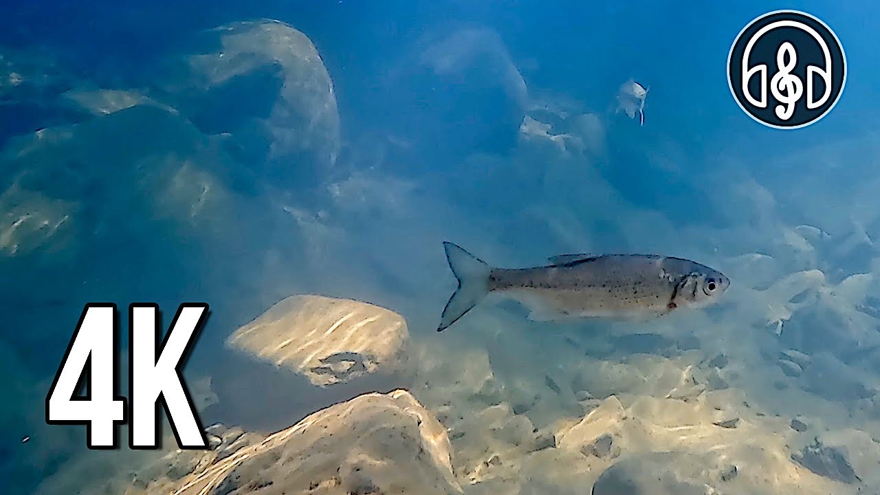 Lulling sounds of an underwater river. Fish for sleep and relaxation ...