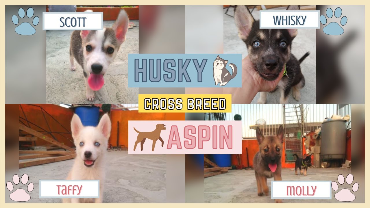 HUSKY x ASPIN | 2 MONTHS OLD | CROSSBREED - YouTube