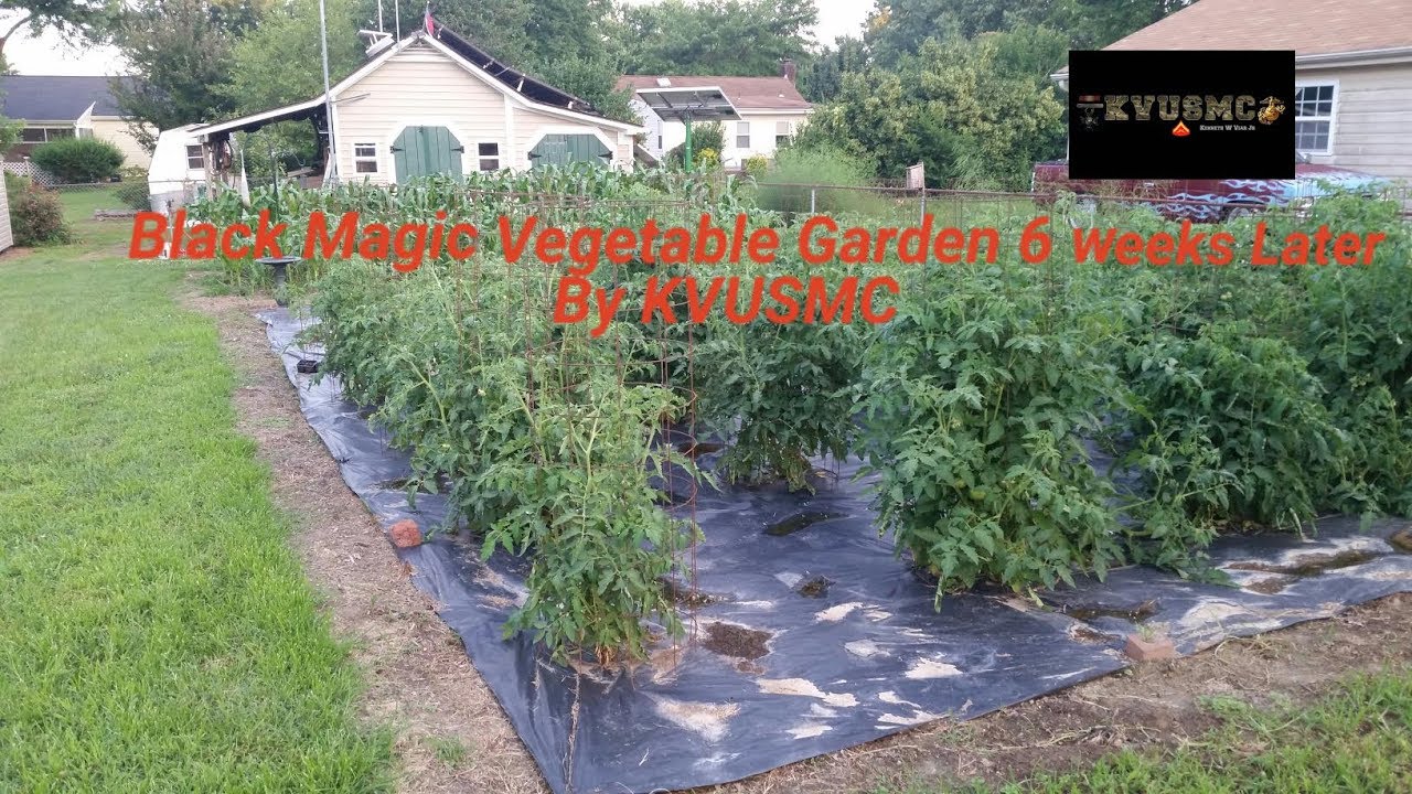 Black Magic Vegetable Garden 2017- 6 Weeks Later By KVUSMC - YouTube