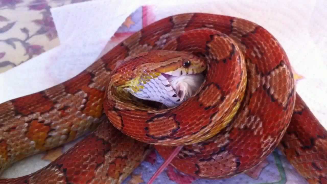 Corn Snake Feeding Video 2 Part 2 YouTube Corn Snake Feeding Video 2 Part 2 YouTube