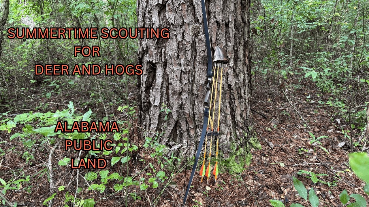 Scouting for Deer and Hogs on Alabama Public Land / Longbow ...