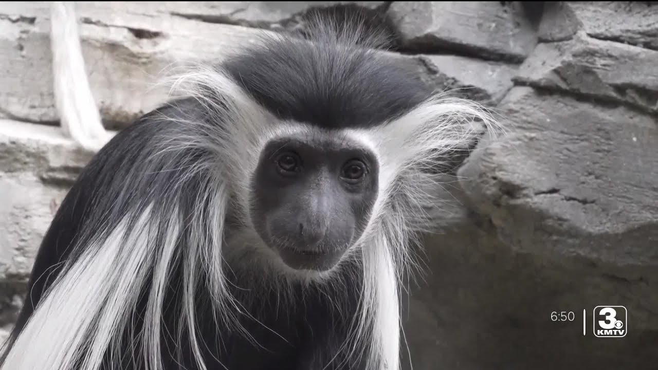 Zach at the Zoo: Meet the Angolan Colobus - YouTube