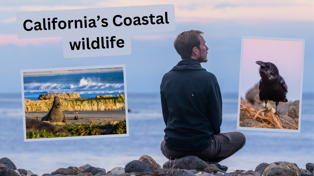 Photographing California's Coastal Wildlife. So many animals in a ...