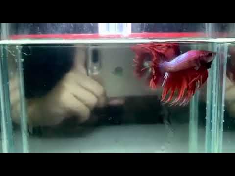 Deadpool | Betta fish | Ikan Cupang - YouTube