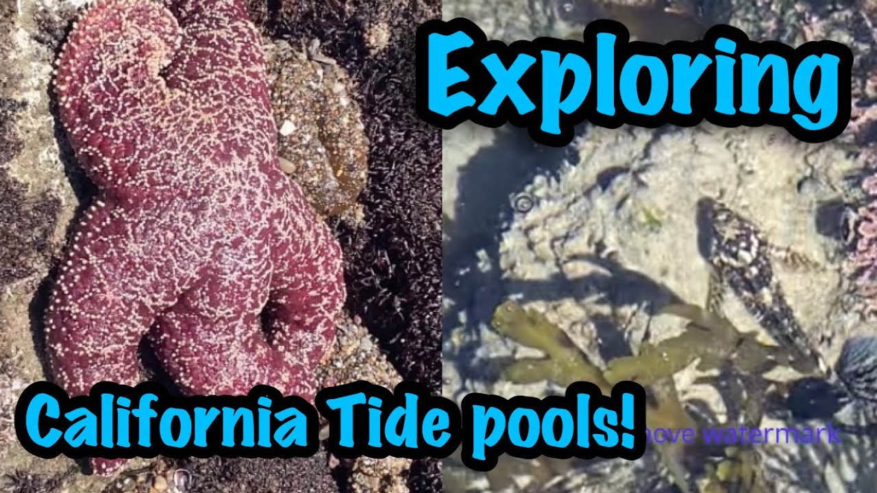 Ochre Sea Stars and Woolly Sculpins! | California Tide Pools - YouTube