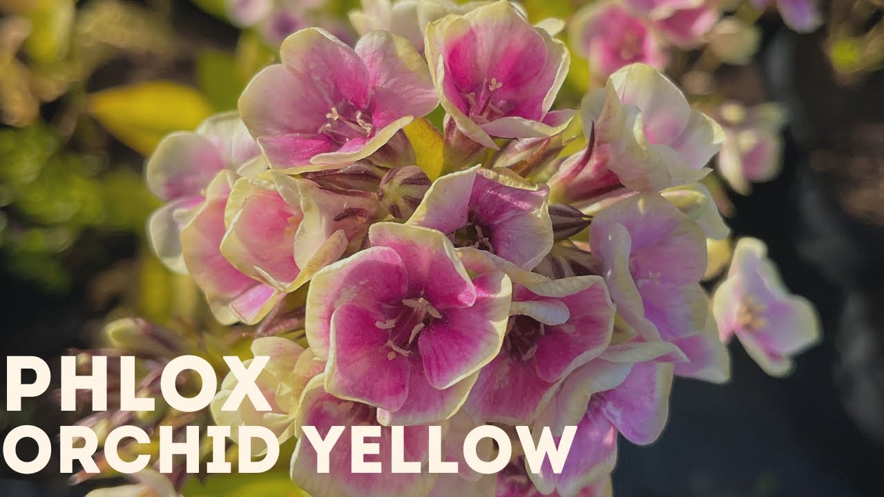 Phlox - Orchid Yellow 4K - YouTube