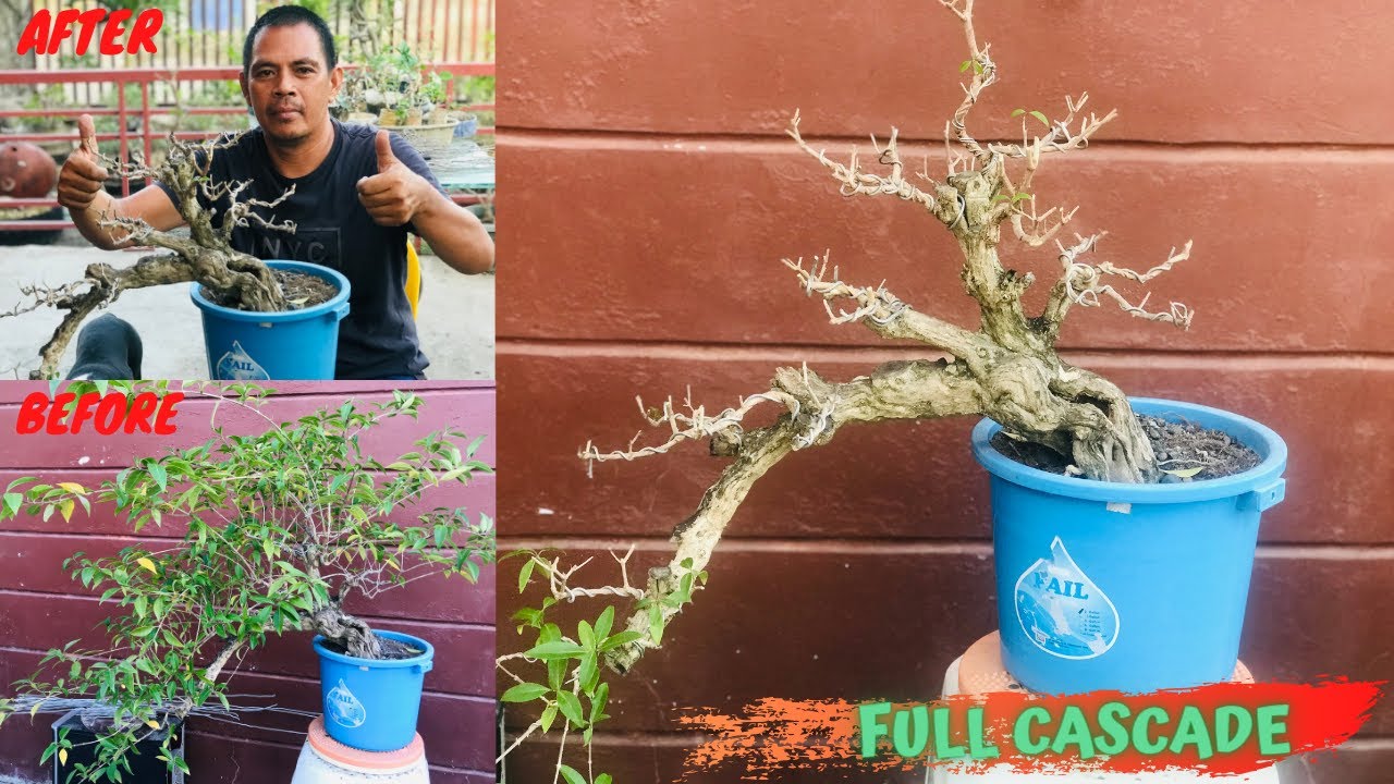 THE EASY WAY TO MAKE A FULL CASCADE STYLE BONSAI - YouTube