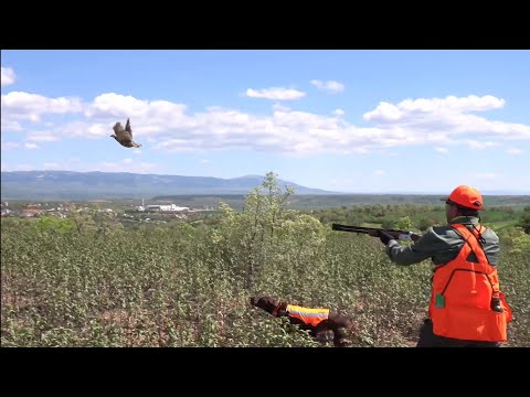 Avcı ve Köpeği Vurmalı Mera Yarışması Uşak Setter Kerem Selçuk /GENÇ AVCI