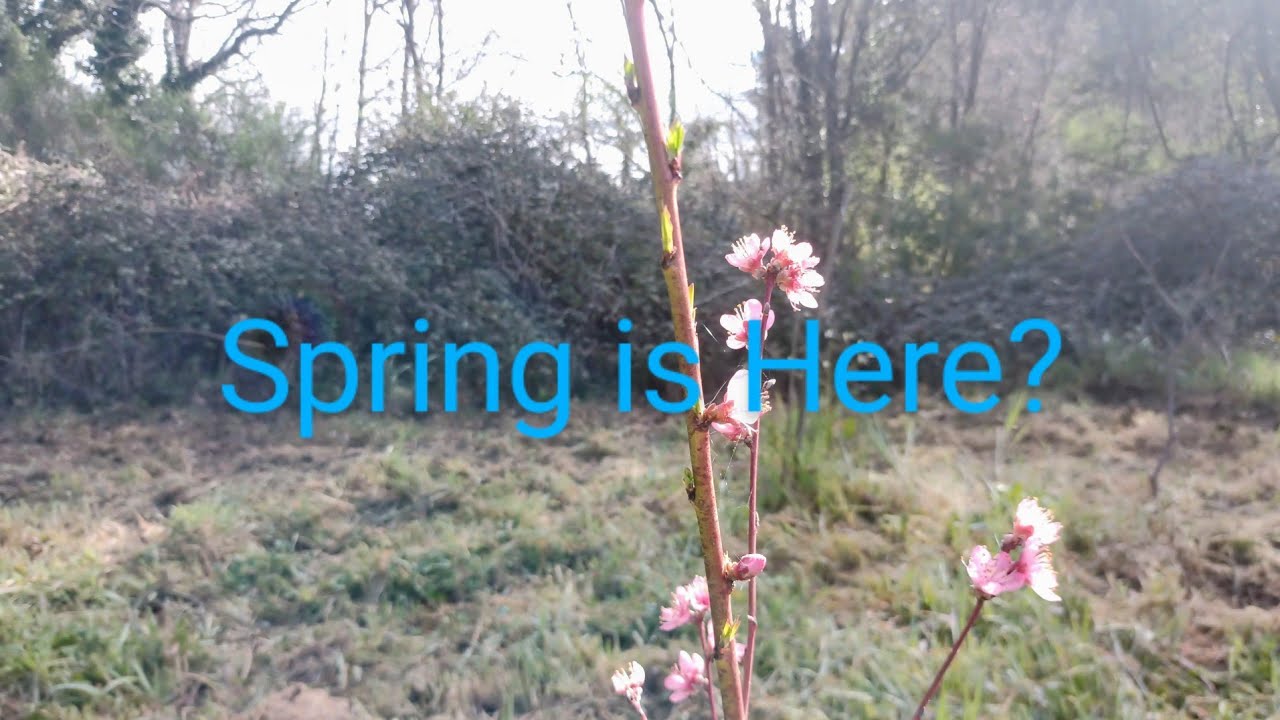 Spring is HERE AT LAST! Homestead Update Part 1 2023 - YouTube