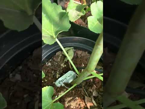 #Randino fig tree variety - YouTube