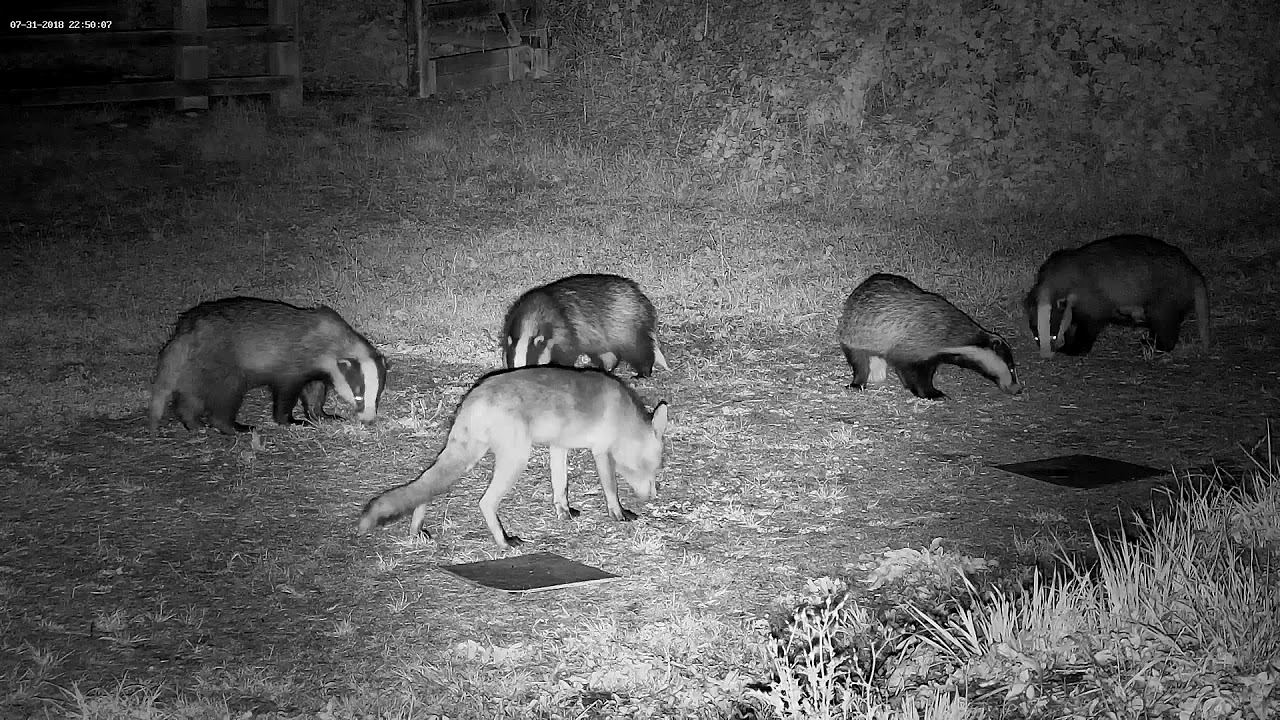 Grumpy growly badger - with sounds - YouTube