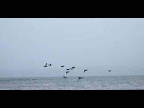Ördek avı 2017 duck hunting 2017,  охота на уток 2017