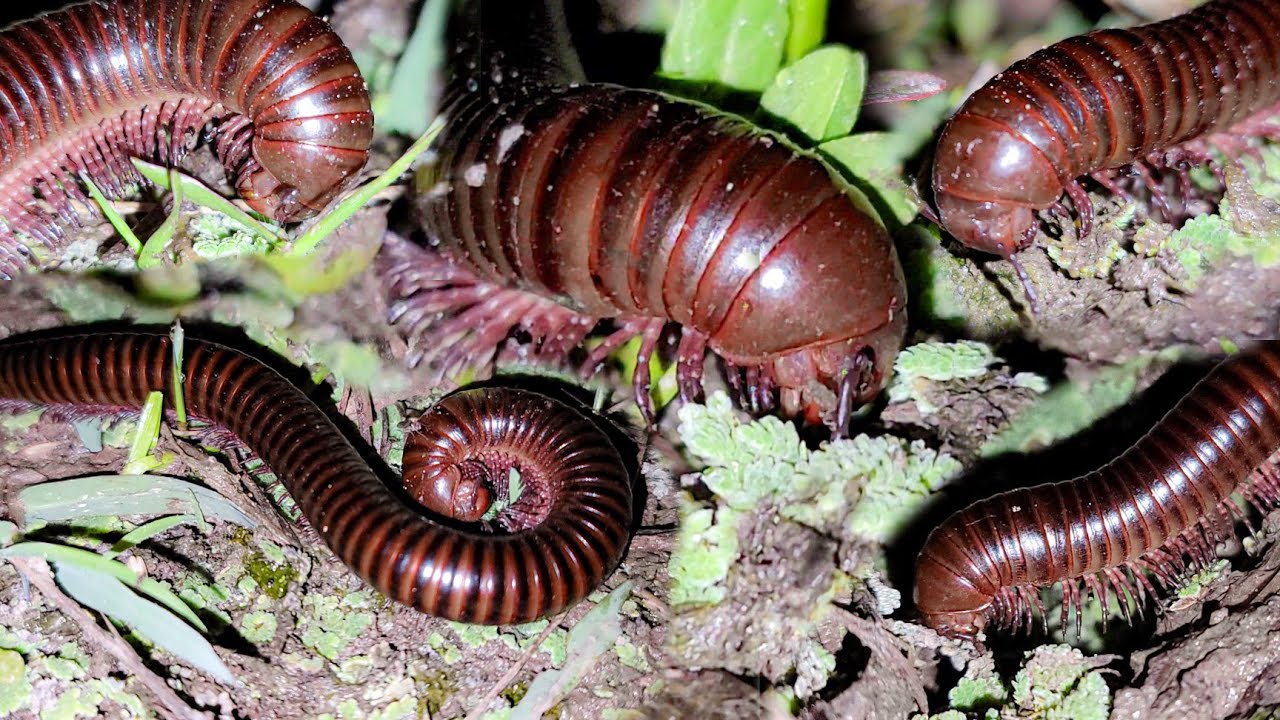 Millipede Eating Moss At Night #insects #animal #snake #snake #wildlife ...
