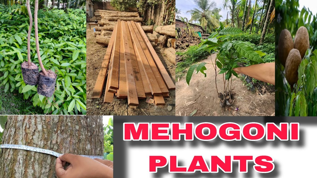 Mehogoni Plant (Red African Mehogoni Plant) #farming #public # ...