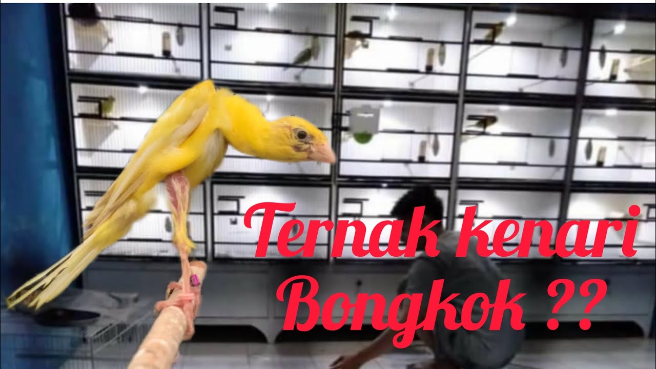 Ternak Kenari Giboso || Review anakan Giboso || Belajar Ternak kenari ...