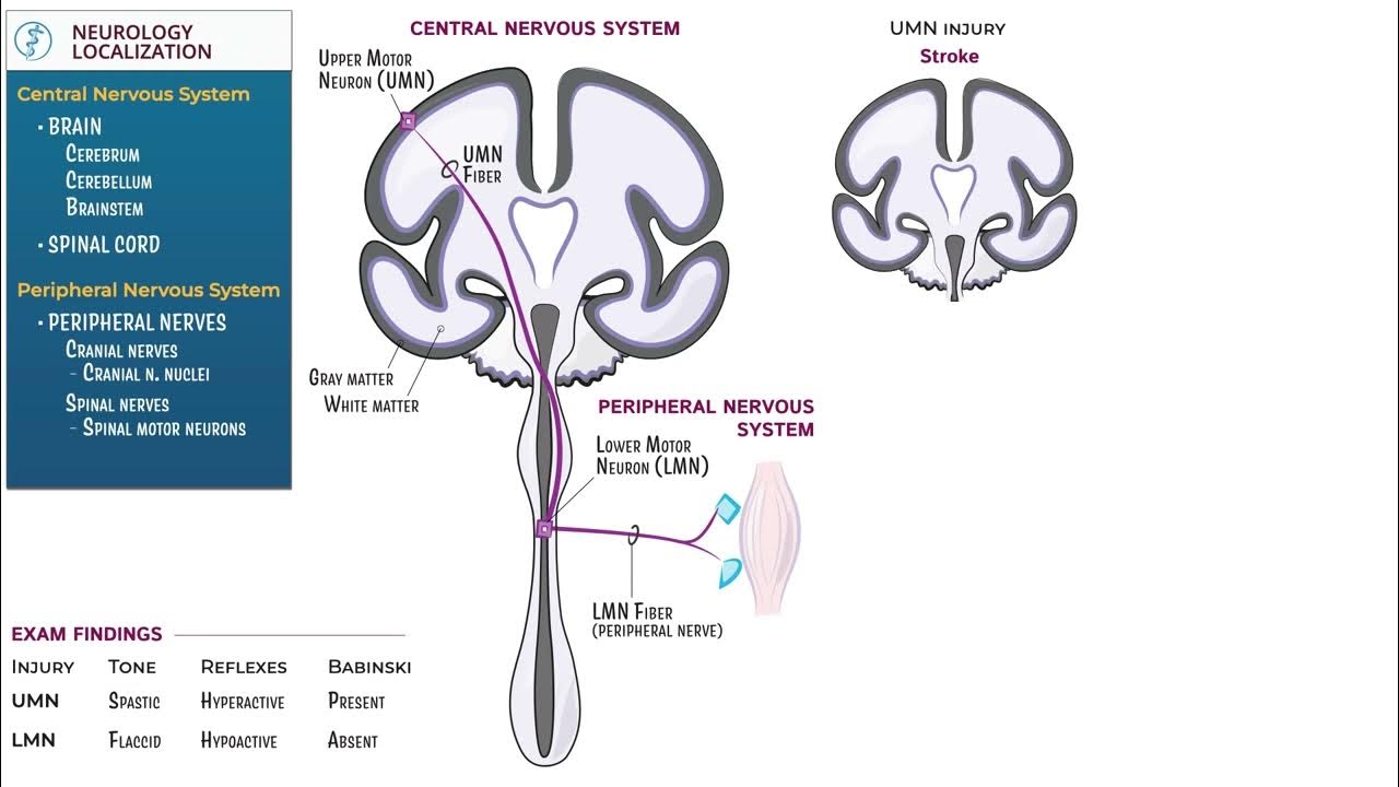 Neurology Localization - YouTube