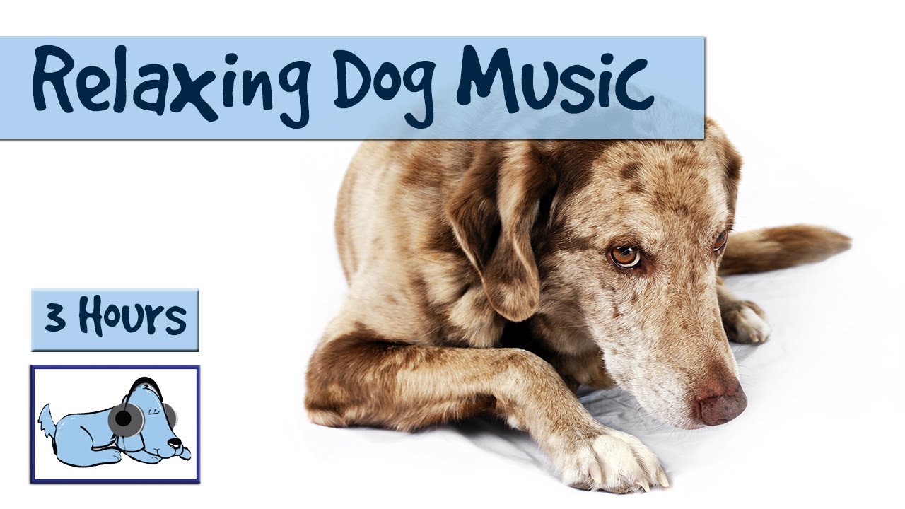 3 WHOLE HOURS of Dog Music! - YouTube