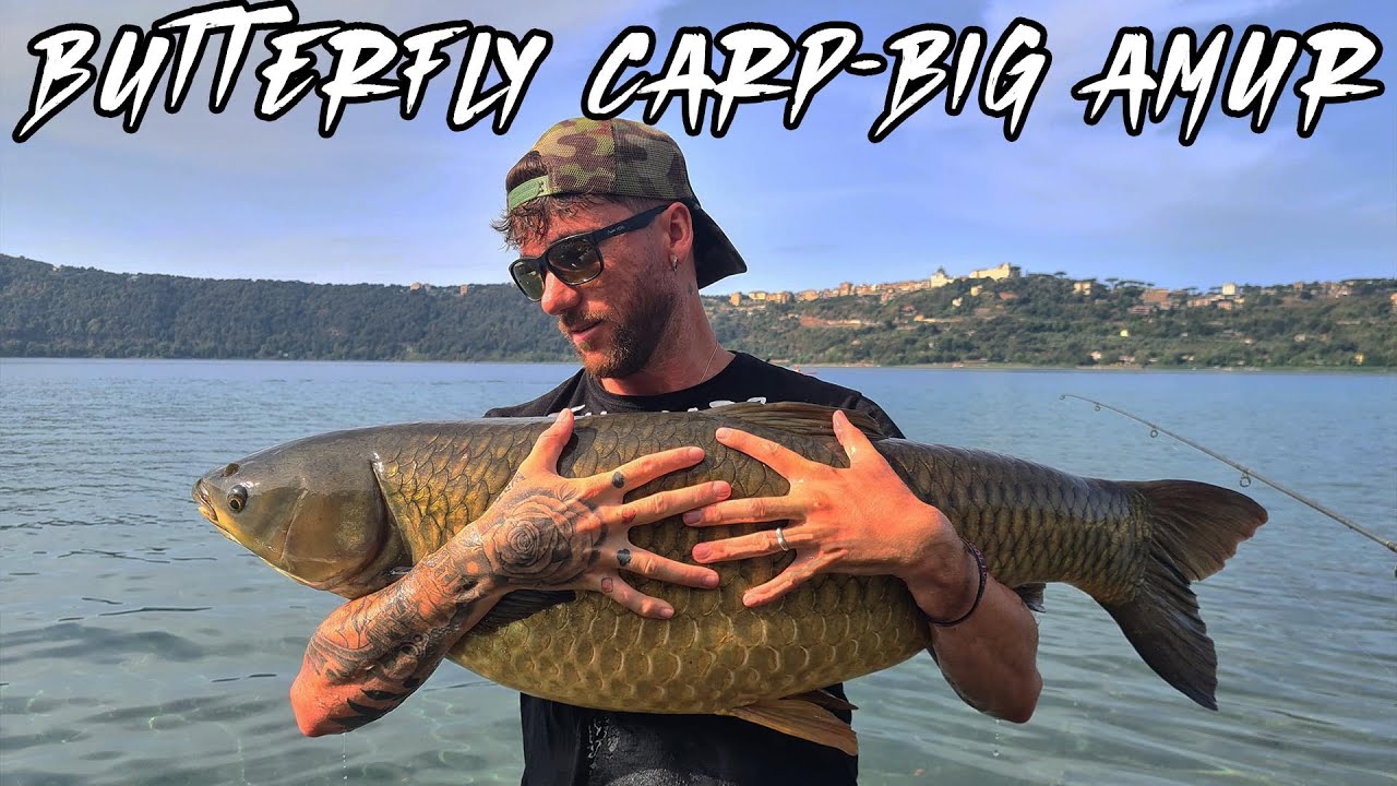 BUTTERFLY CARP & 20+KG AMUR - CARPFISHING CASTEL GANDOLFO - YouTube