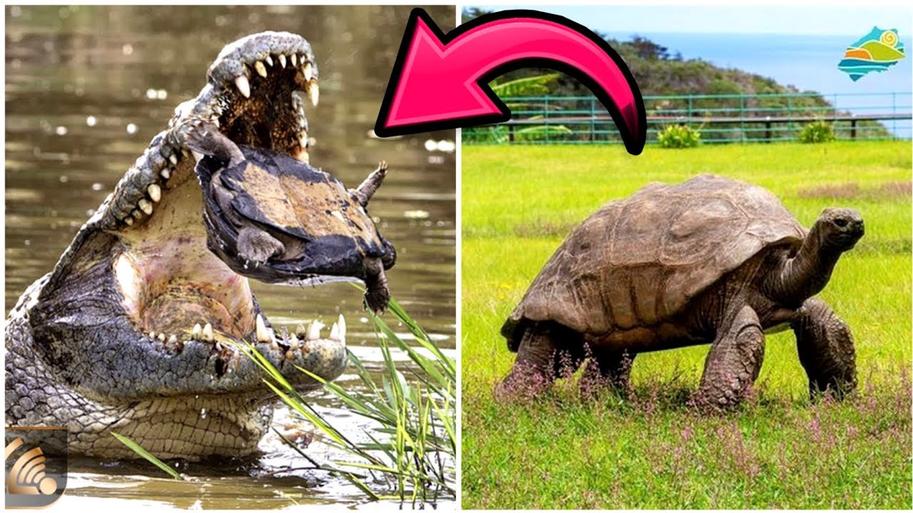 5 of the strongest animal jaws #amazing #animals - YouTube