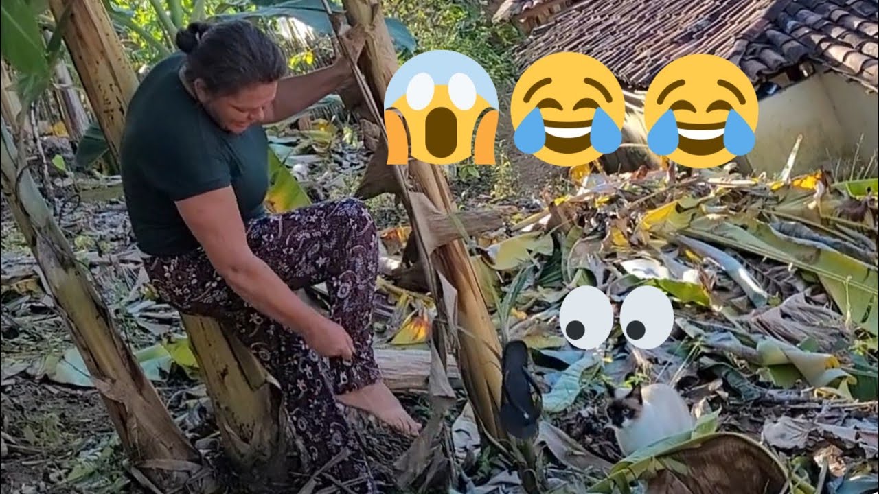 SOCORRO!!! O GABIRU (rato) ME ATACOU 😰😱 E O GATO CHICO ME DEFENDEU🤣🤣 ...