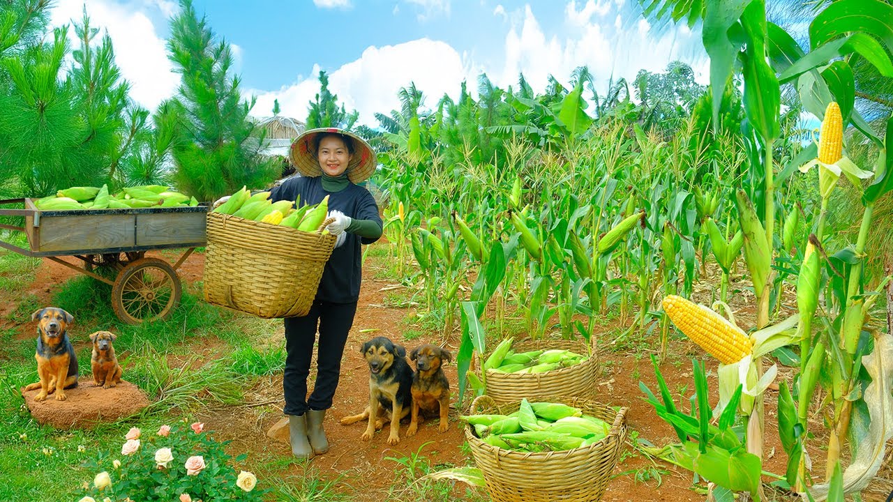 Harvest Homegrown Sweet Corn Goes To Market Sell, Make Fried Corn Cakes ...