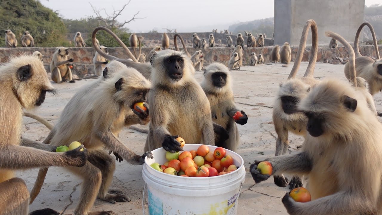 Monkey fight for food | Monkey Eating Tomato | Monkey Videos | Animals ...